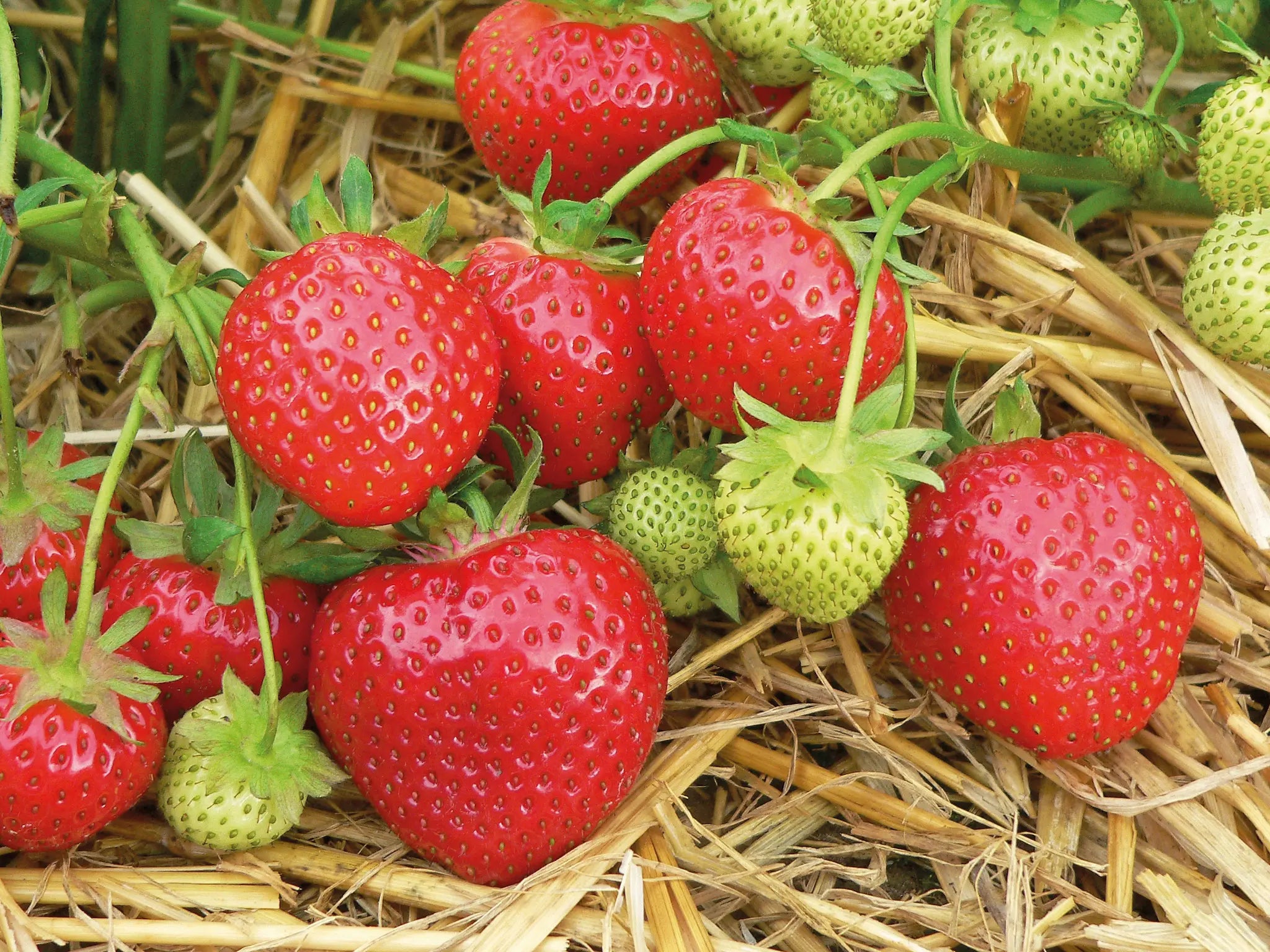 Rumba Strawberry Plants – Wholesale Supplier EU Shipping – Strawberryverse